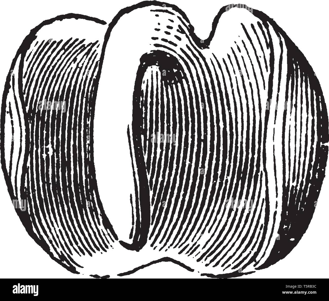 Mirabilis plant Stock Vector Images - Alamy