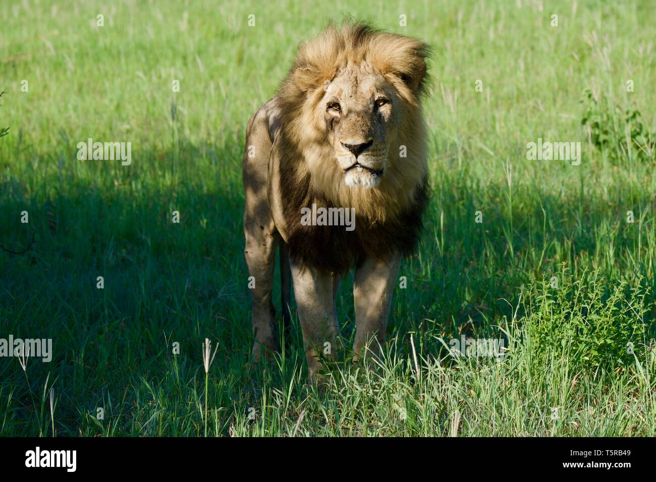 Scar lion king hi-res stock photography and images - Alamy