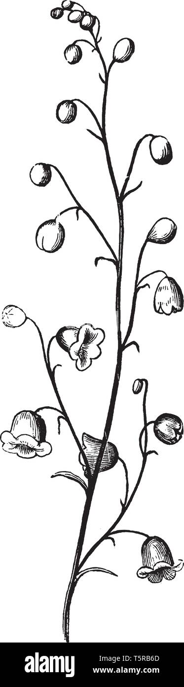 A picture showing a panicle. This is a simple panicle. The flowers are ...