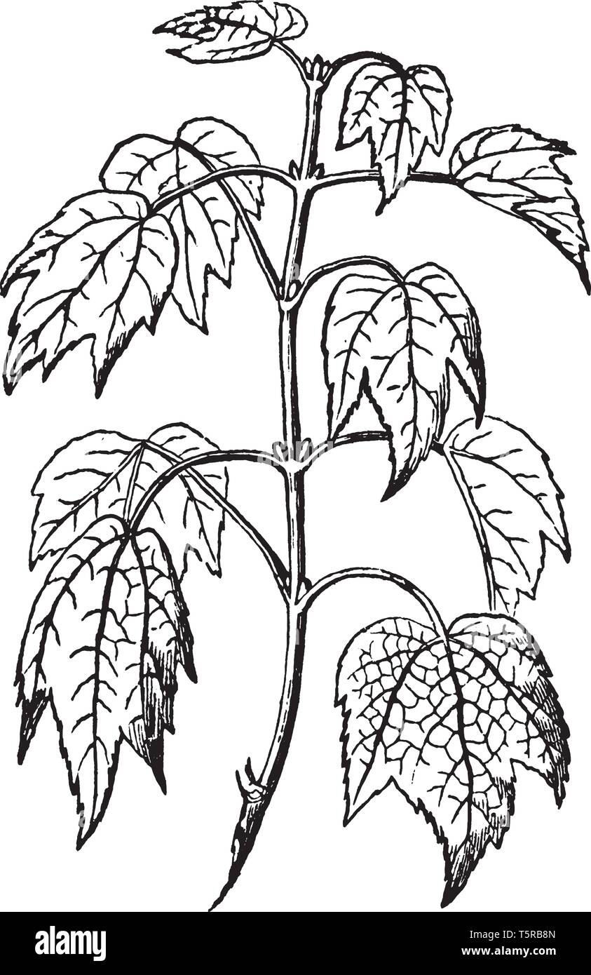 Triangular shaped tree hi-res stock photography and images - Alamy