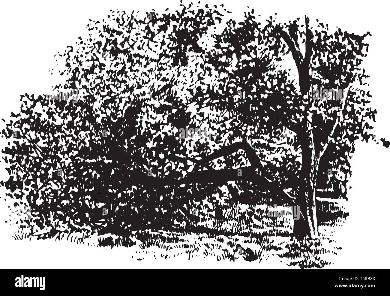 Broken Tree Branch Drawing