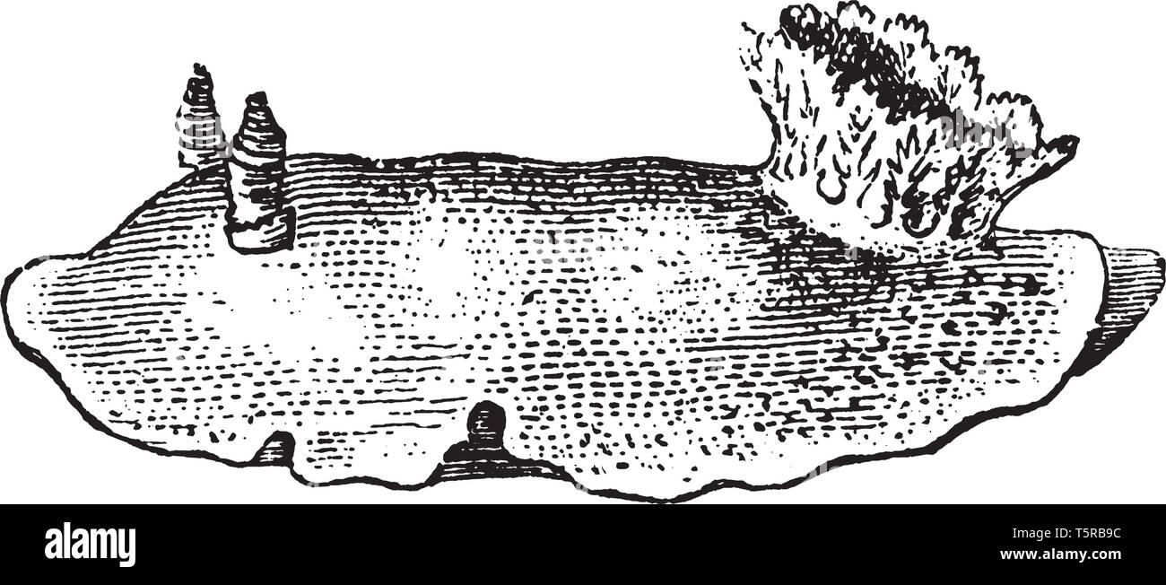 Sea Lemon is a loosely applied common name for a group of medium sized ...