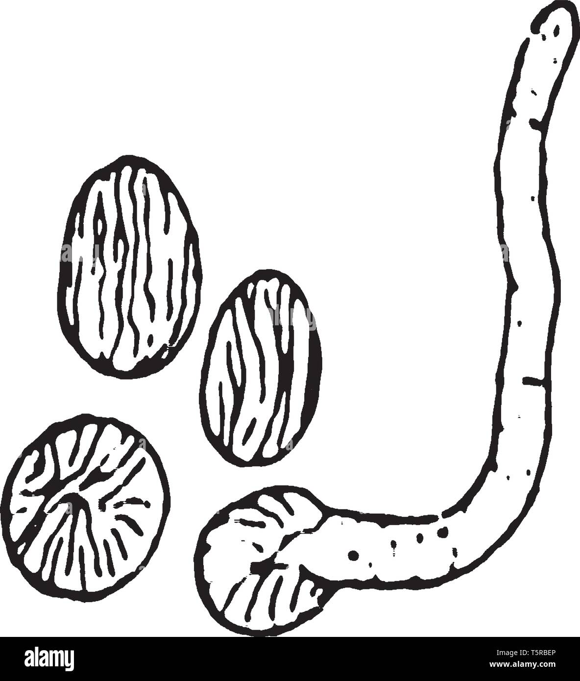 Bread mold Stock Vector Images - Alamy