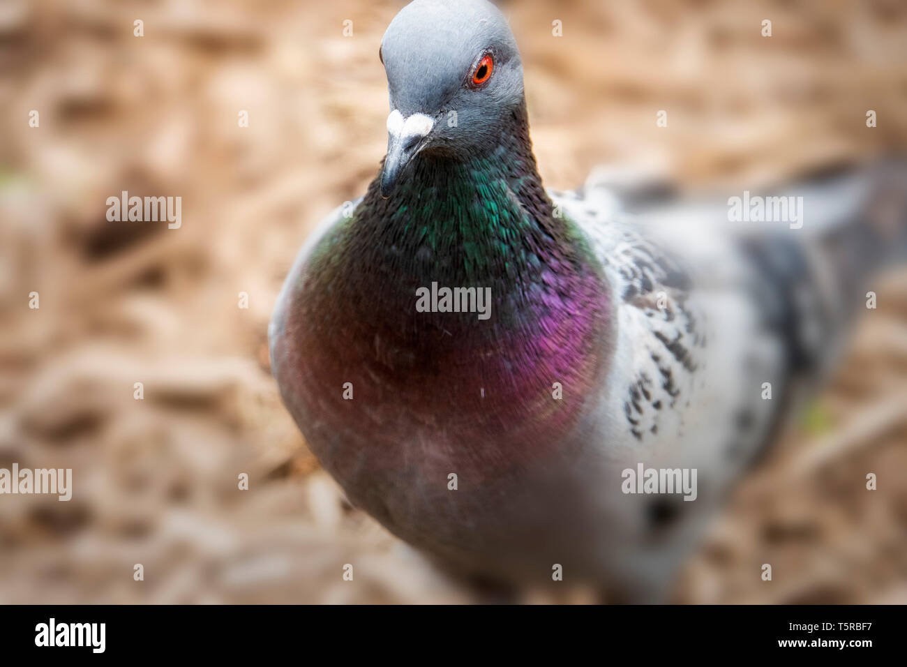 Pigeon puffed chest hi-res stock photography and images - Alamy