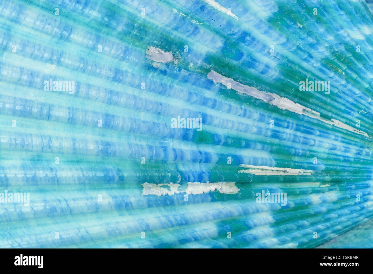 background texture of seashell blue color, macro photo Stock Photo - Alamy