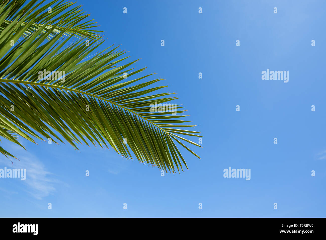 Blue palm leaf close hi-res stock photography and images - Alamy