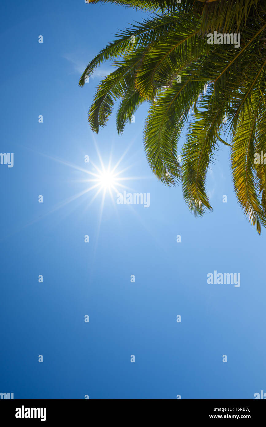 Palm tree crown hi-res stock photography and images - Alamy