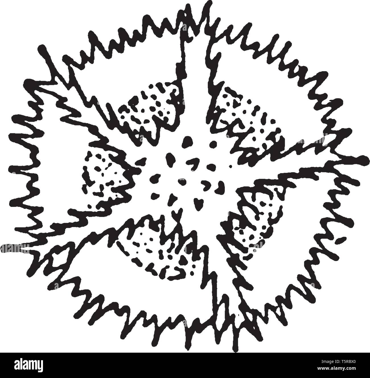 Pollen is produced by the anther, it structure like a serrate, they ...