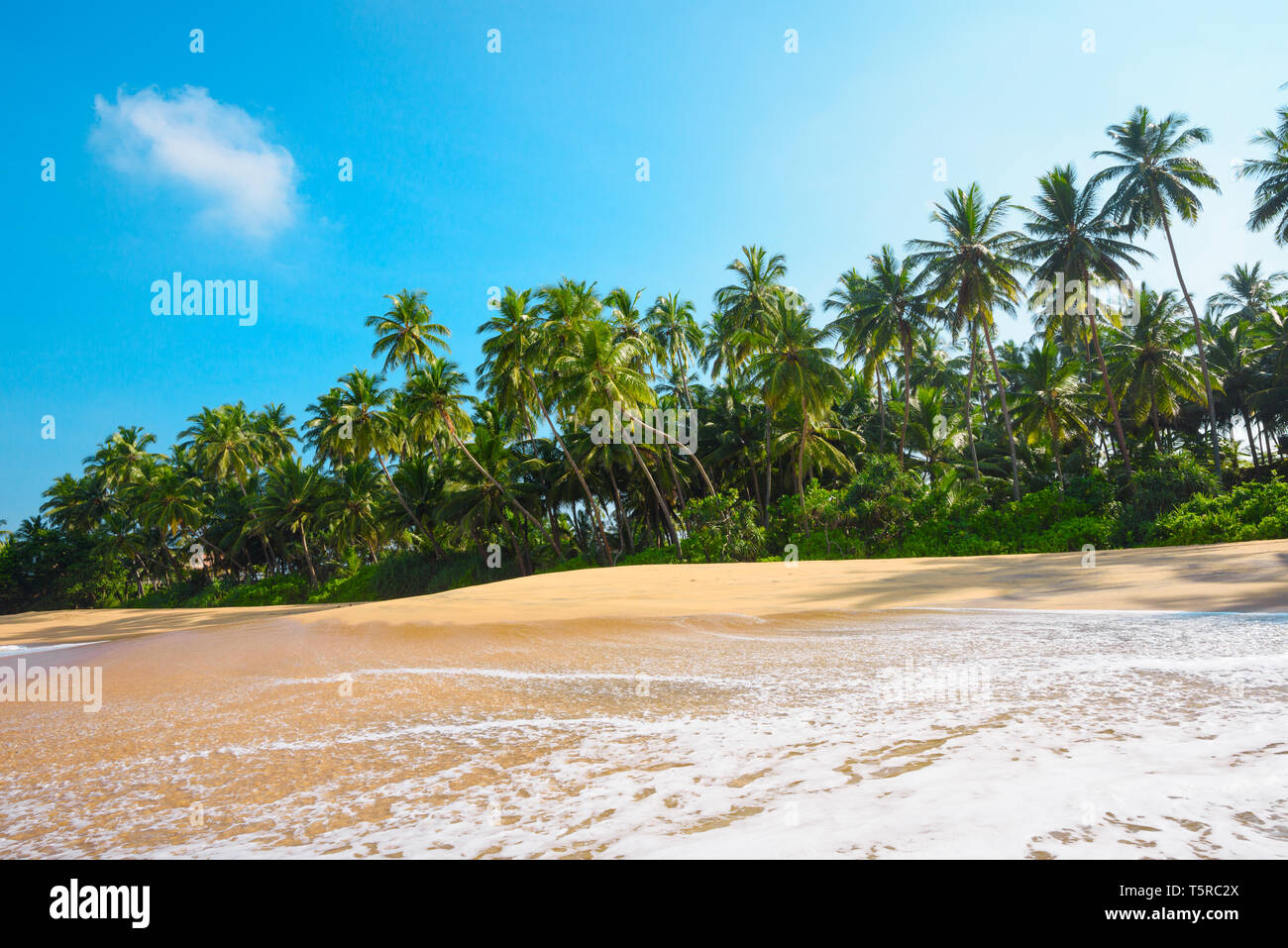 Beautiful empty clean beach on tropical island with coconut palm trees ...