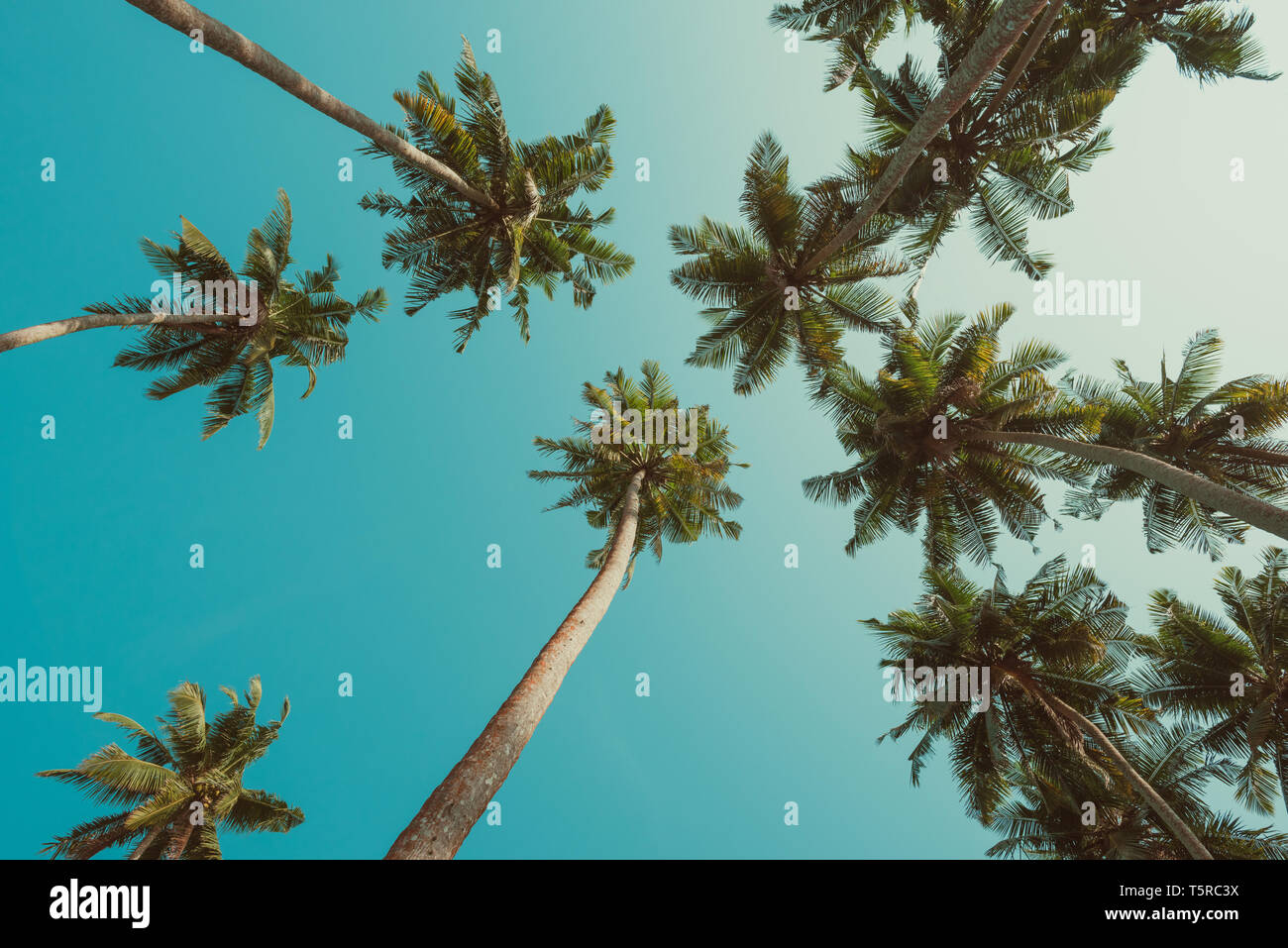 Vintage toned curly palm trees and blue sky perspective view from ...