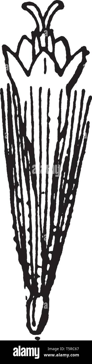 Funnel shaped flower Stock Vector Images - Alamy