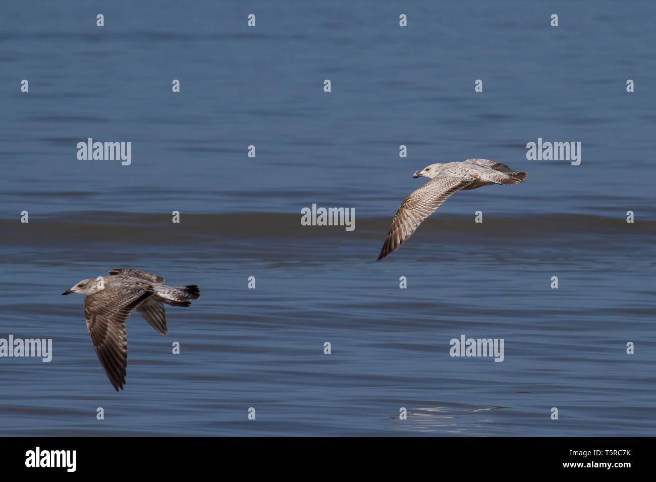 Flying sea animals outdoor beach hi-res stock photography and images ...