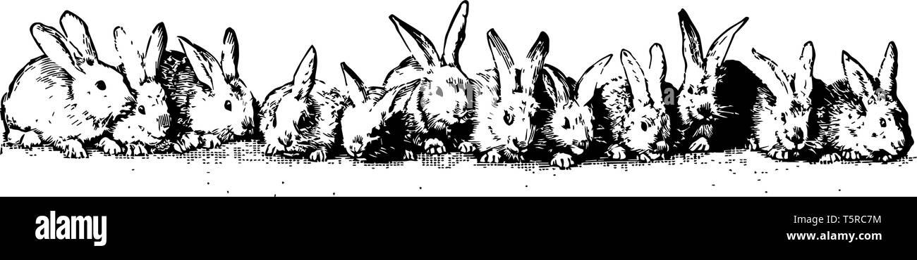 This picture is showing twelve rabbits sitting in a line on the ground ...