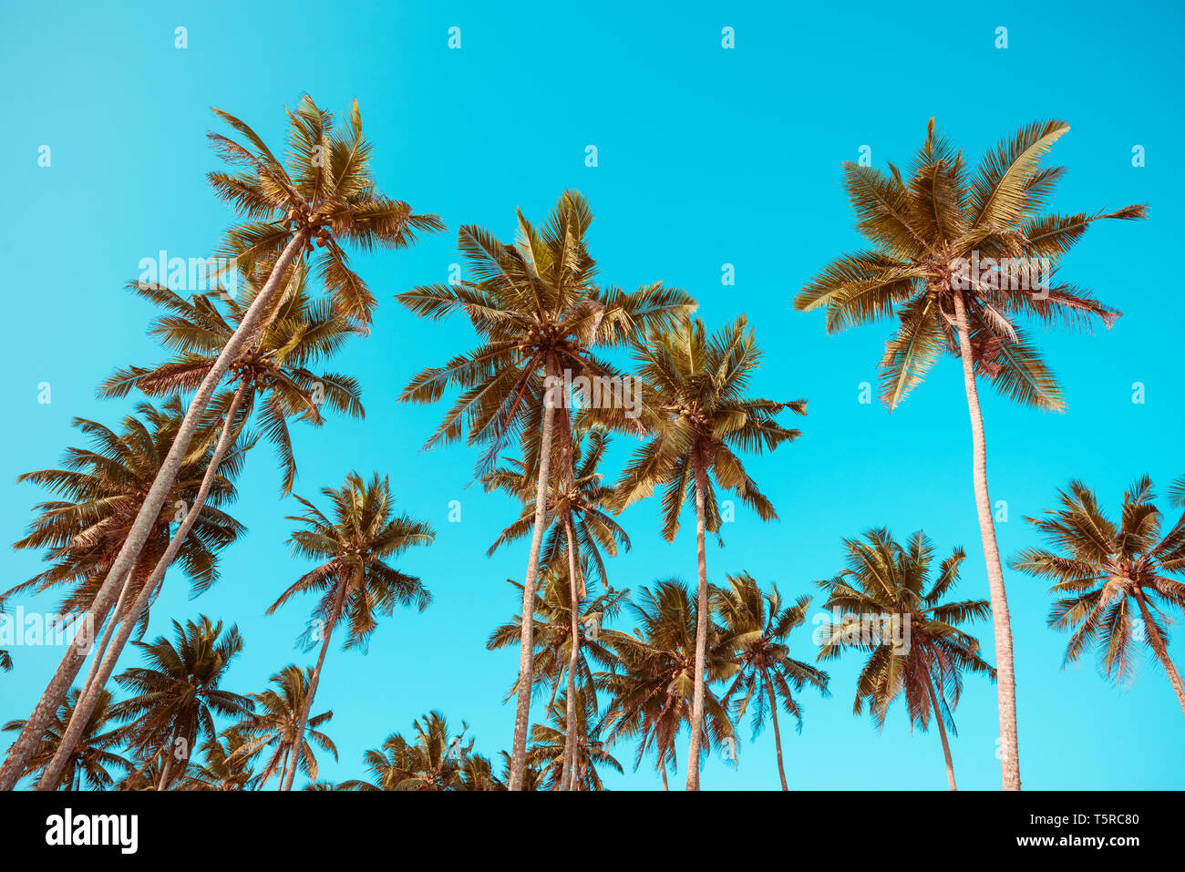 Palm trees vintage color toned Stock Photo - Alamy