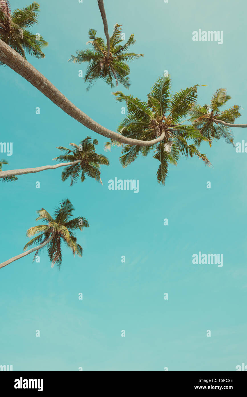 Vintage toned curly palm trees and blue sky frame vertical composition ...