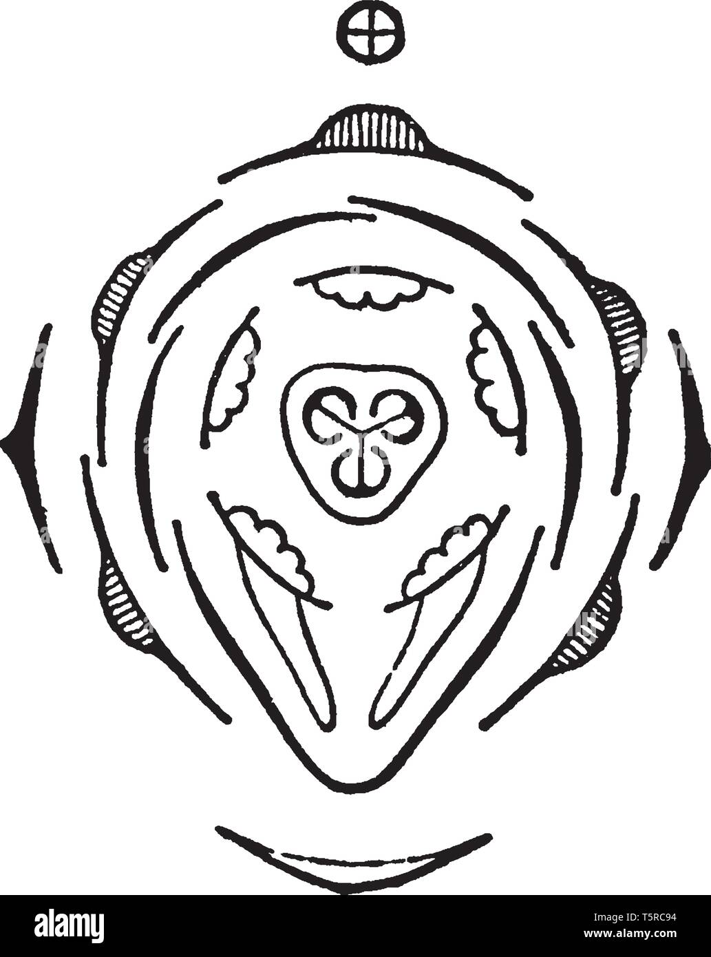 Plant stem diagram hi-res stock photography and images - Alamy