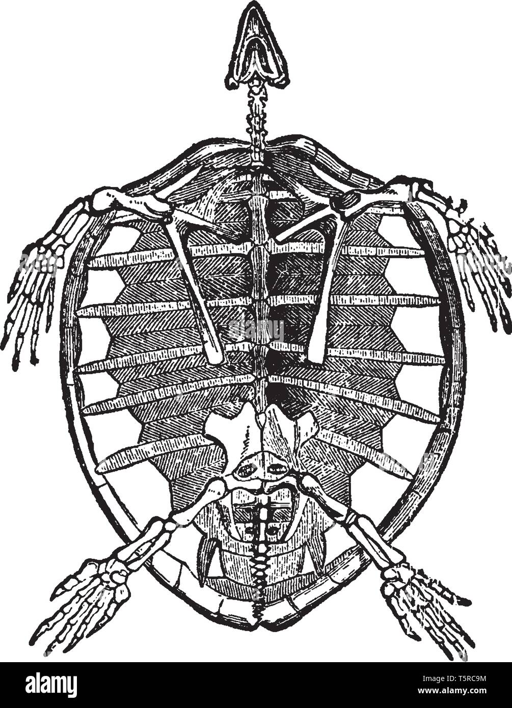 Skeleton of Turtle with the toes inclosed in a common skin from which ...