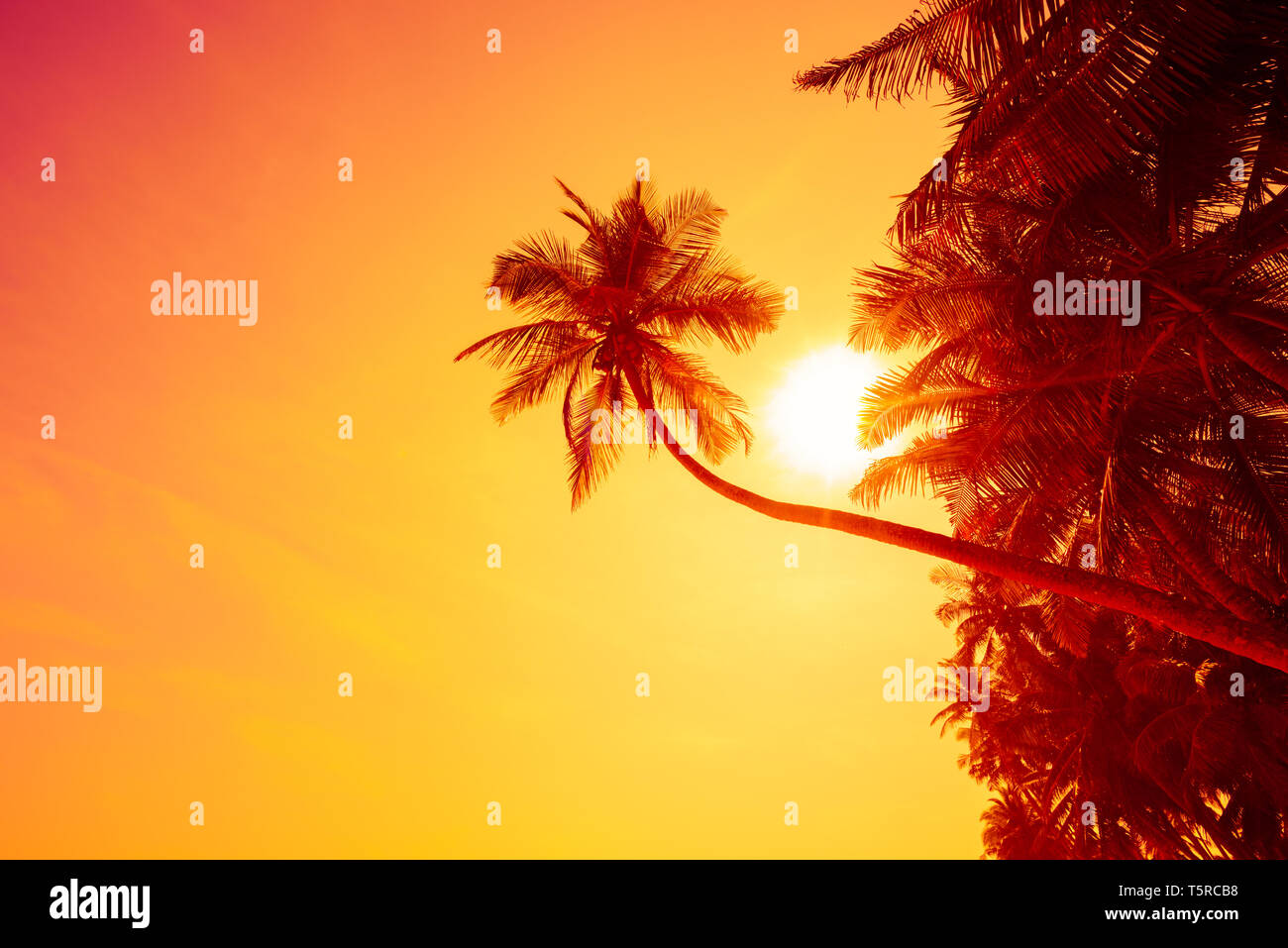 Palm trees on beach at vivid tropical sunset border with copy space ...