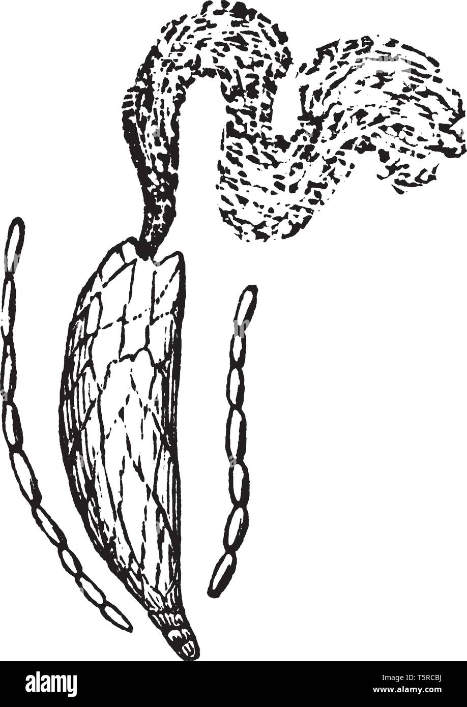 Plant found in europe and asia and north america hi-res stock ...