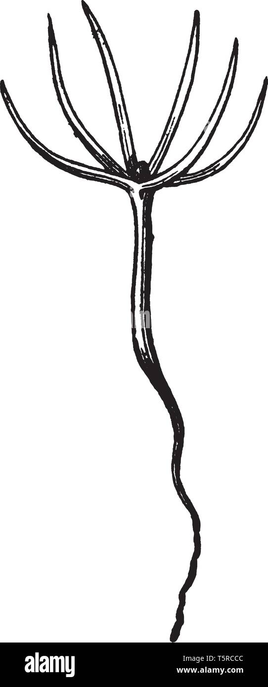 Plumule Cut Out Stock Images & Pictures - Alamy