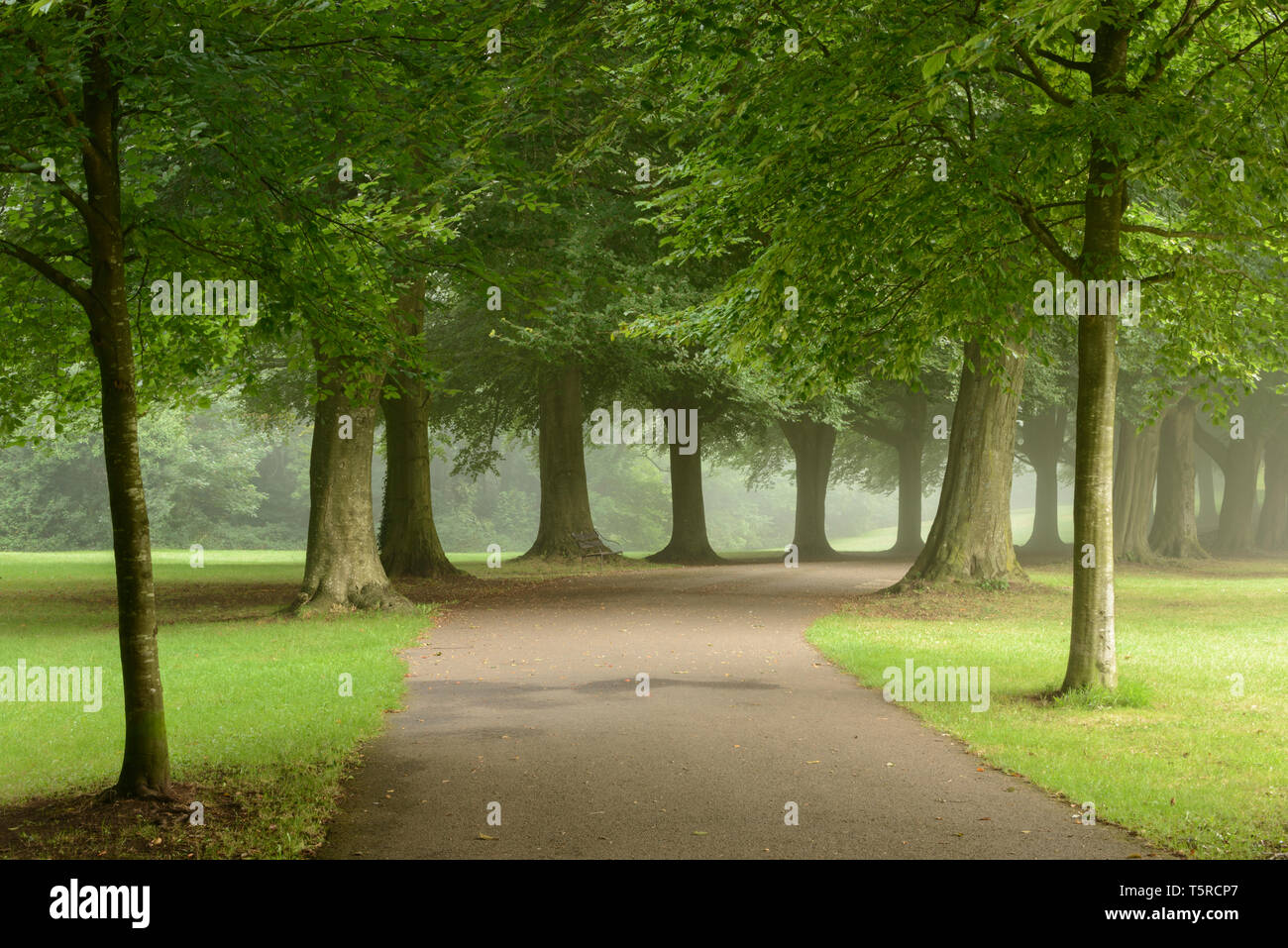 Bristol trees hi-res stock photography and images - Alamy