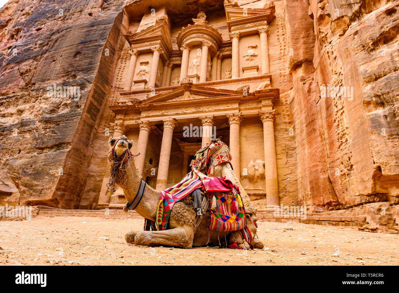 Old world camels hi-res stock photography and images - Alamy