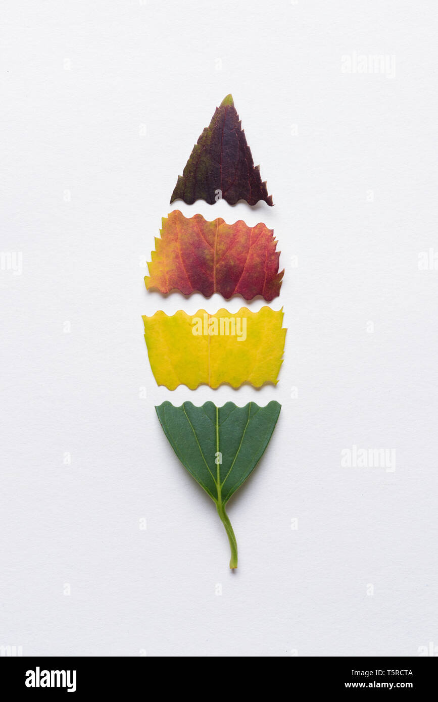 Autumn leaf made of sliced different parts of color leaves Stock Photo ...