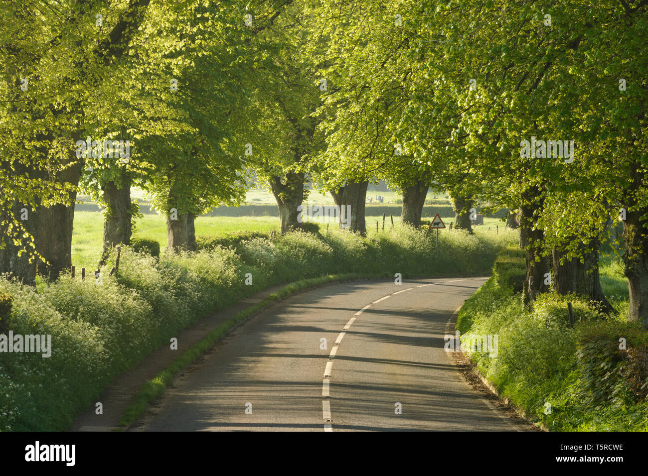 An avenue of Lime trees along a road leading to the village of Dulcote ...