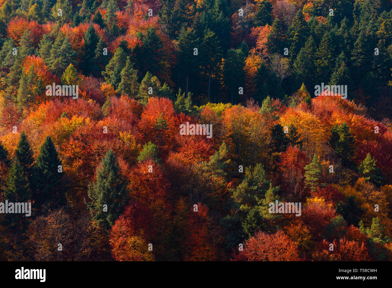 Autumn forest on mountain Stock Photo - Alamy