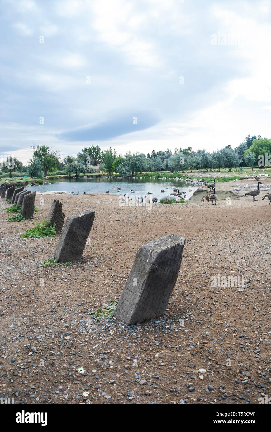 Ducks and Geese in Kennewick, Wasington State Stock Photo - Alamy