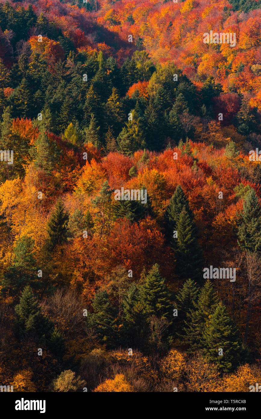 Vivid autumn forest hi-res stock photography and images - Alamy