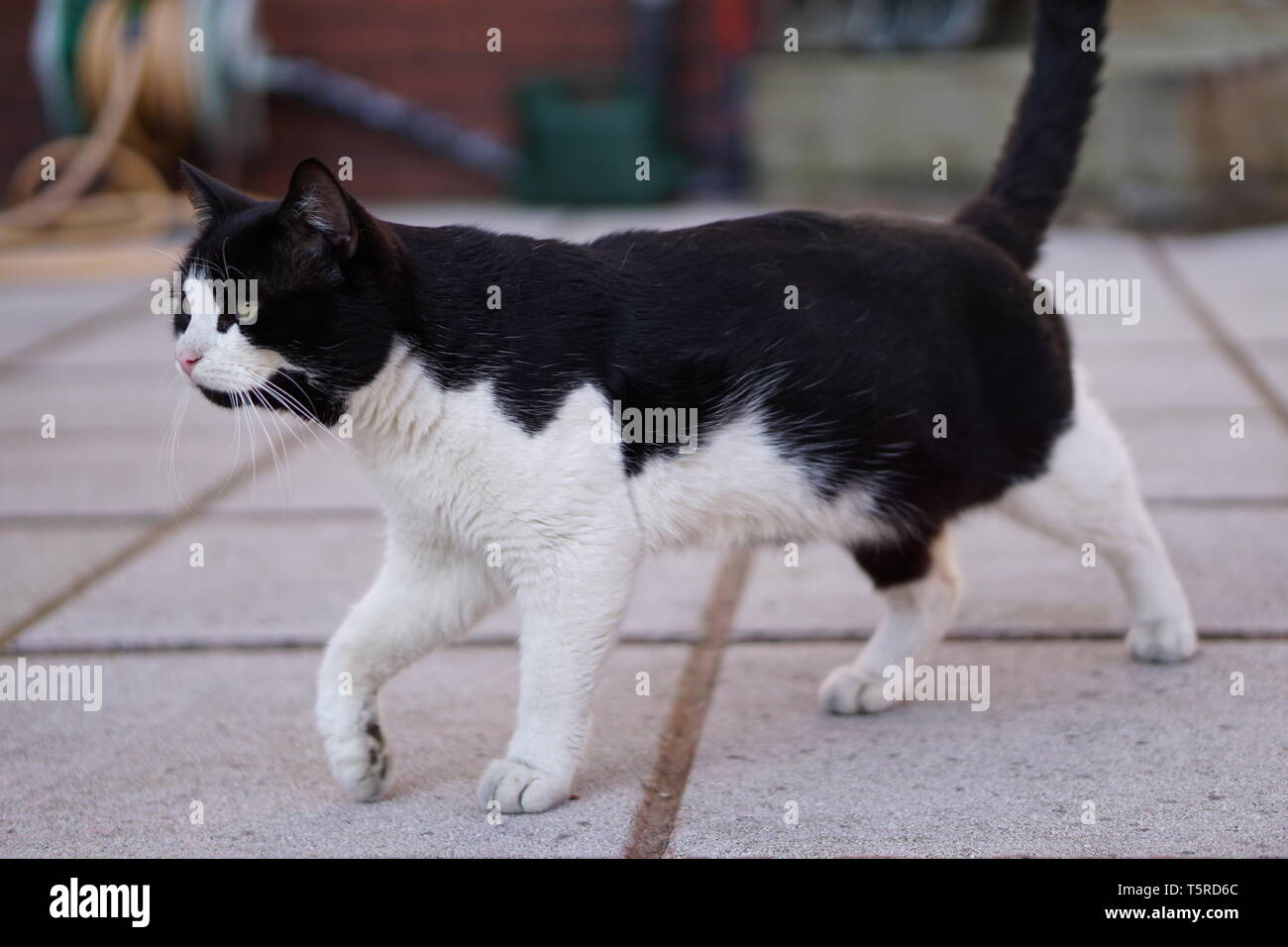 White cat outside hi-res stock photography and images - Alamy