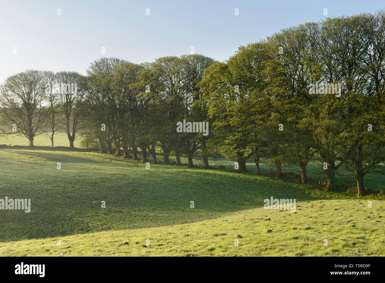 Row beech trees on hi-res stock photography and images - Alamy