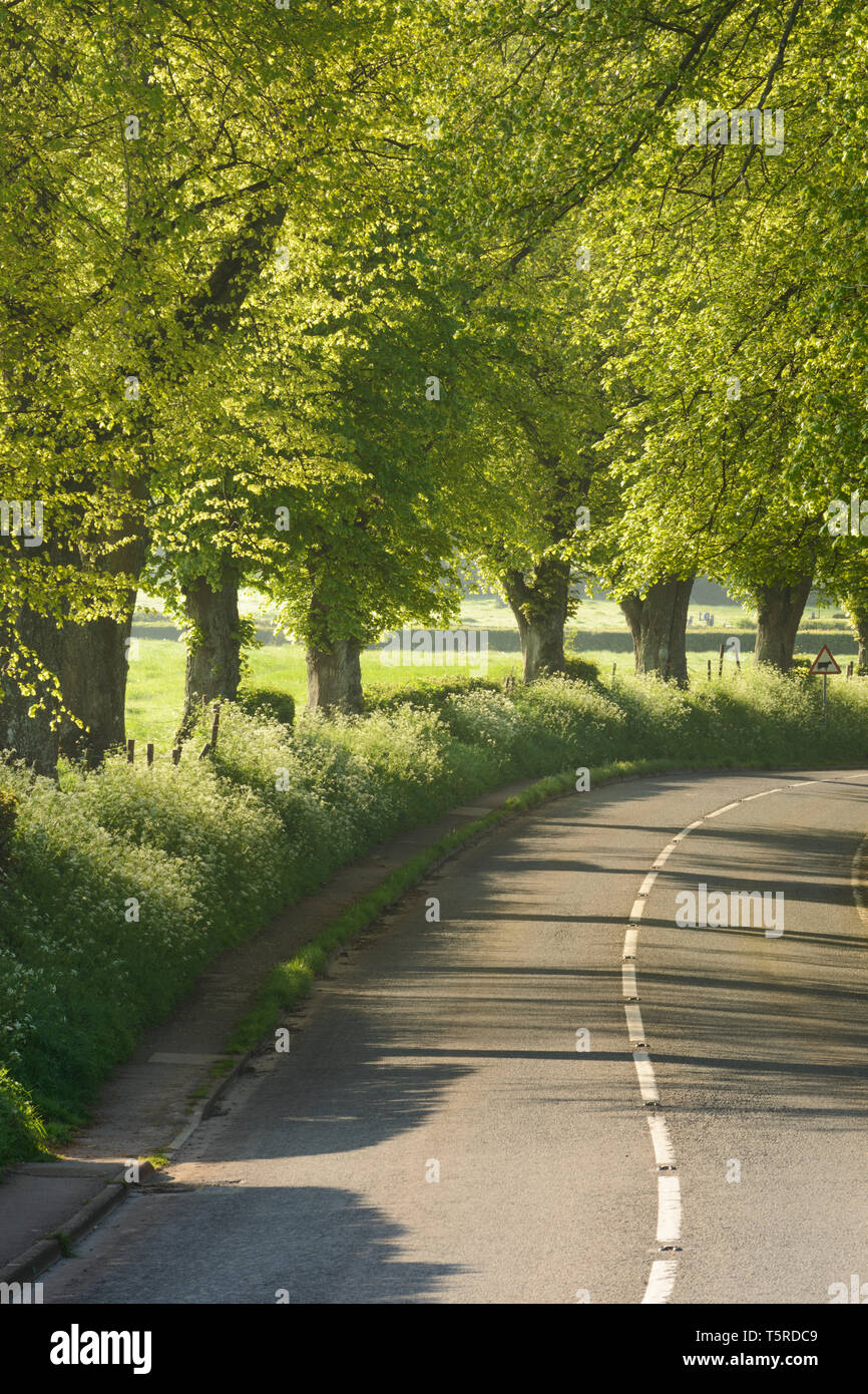 Avenue of lime trees hi-res stock photography and images - Alamy