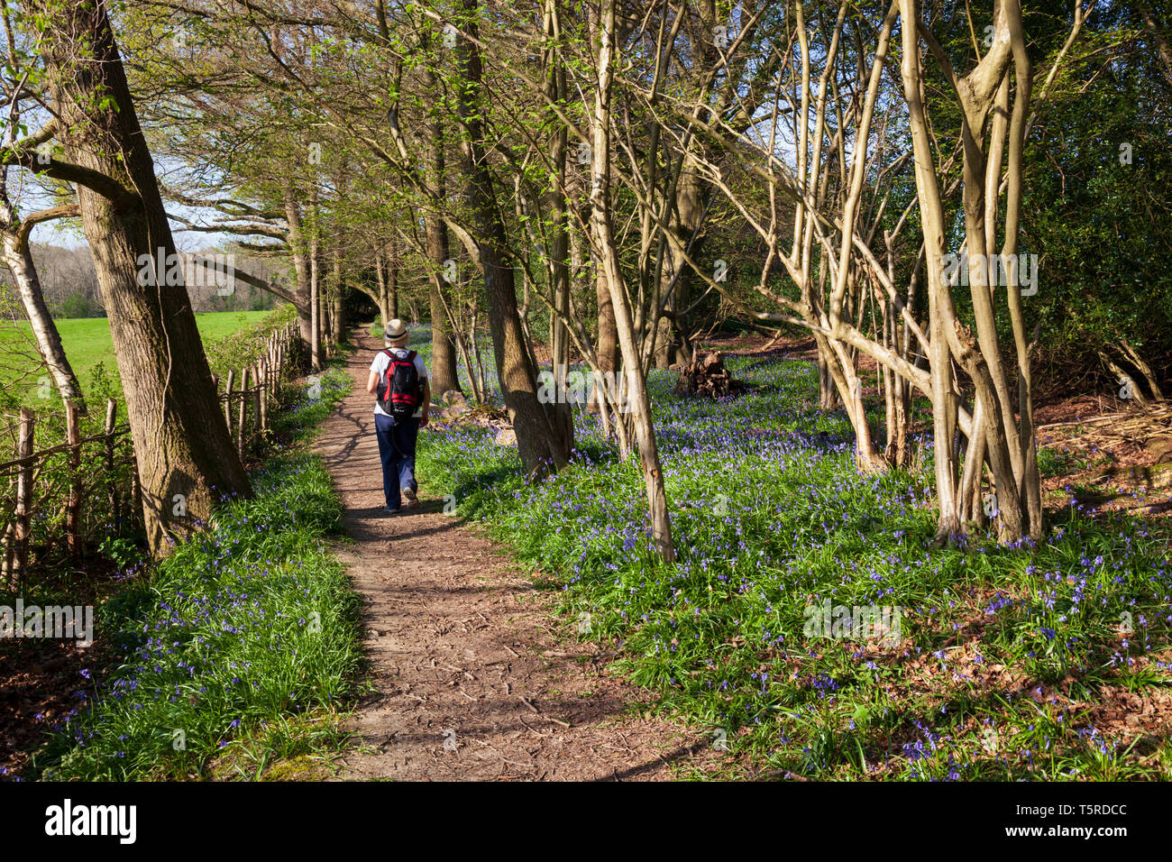 Ashdown forest hi-res stock photography and images - Alamy
