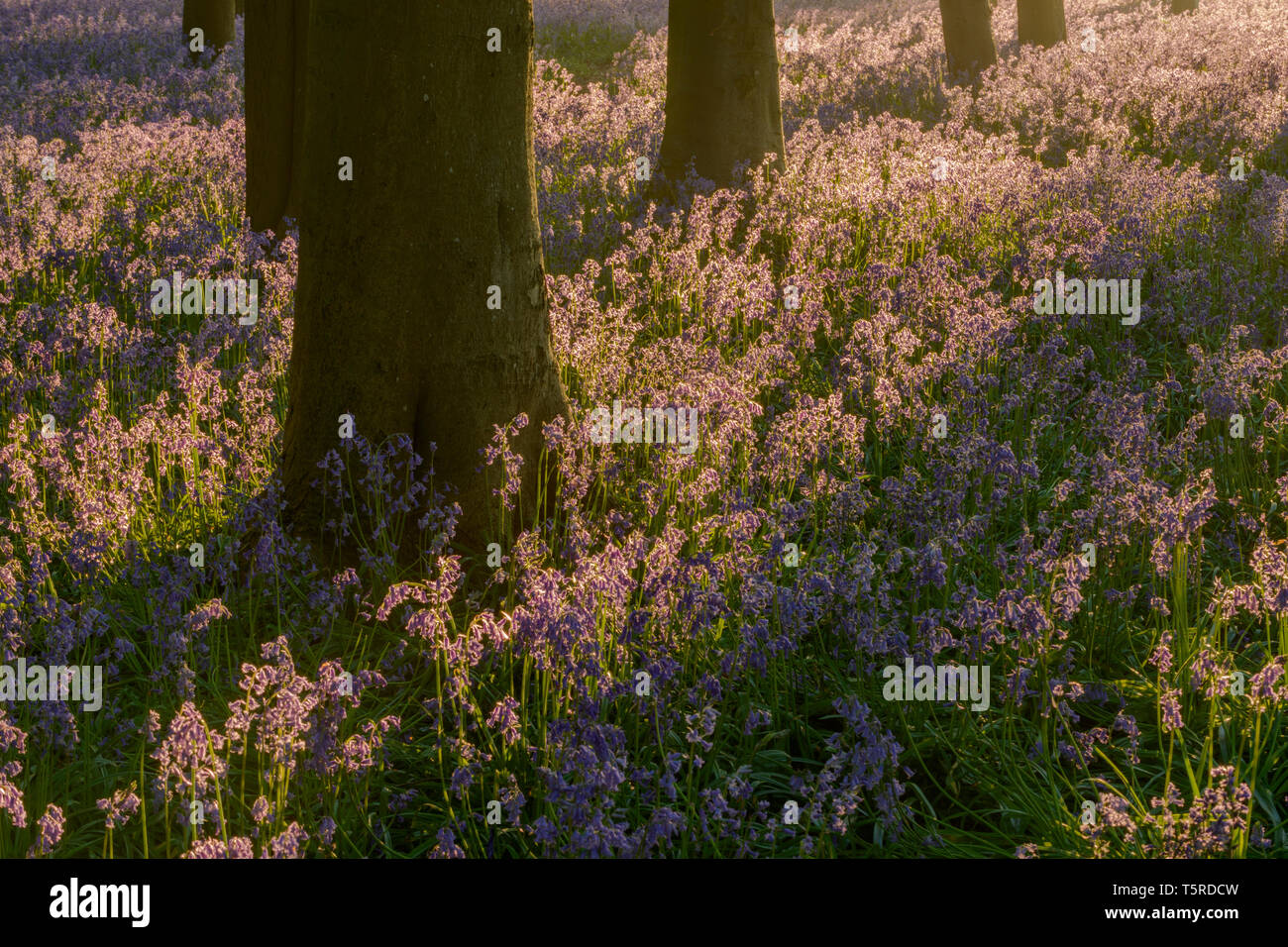 A carpet of Bluebells in woods at Badbury Clump, Oxfordshire Stock ...