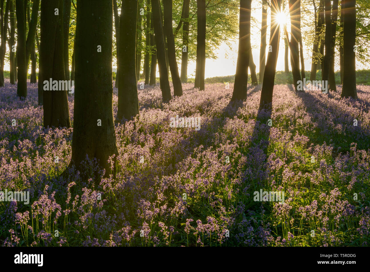 A carpet of Bluebells in woods at Badbury Clump, Oxfordshire Stock ...