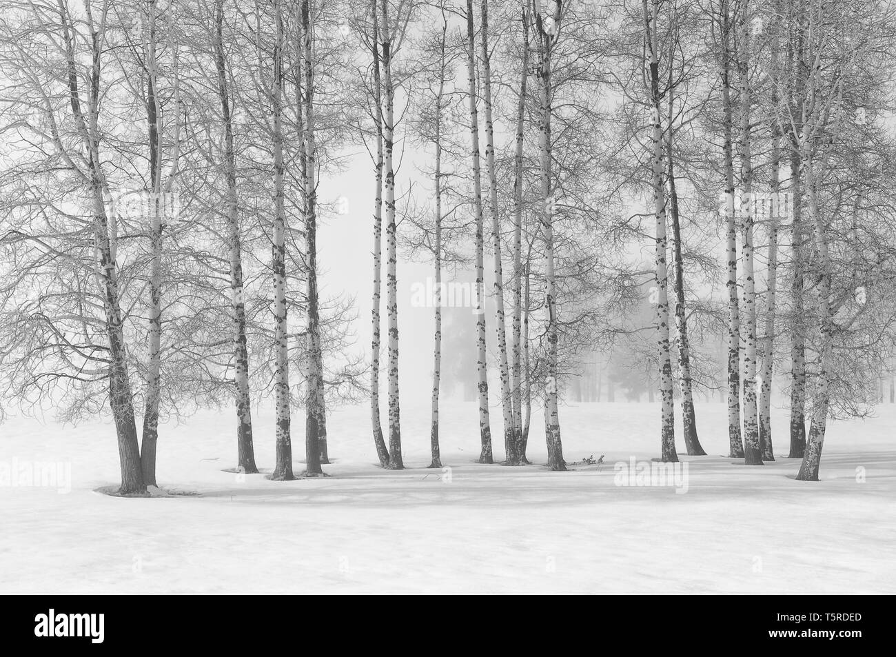 Aspen trees snow hi-res stock photography and images - Alamy