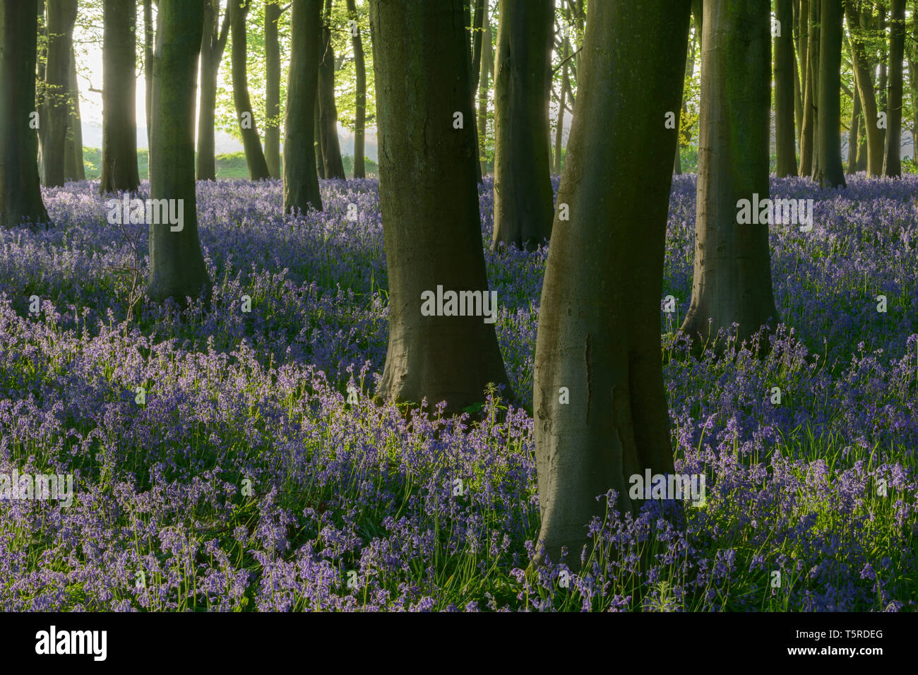 A carpet of Bluebells in woods at Badbury Clump, Oxfordshire Stock ...