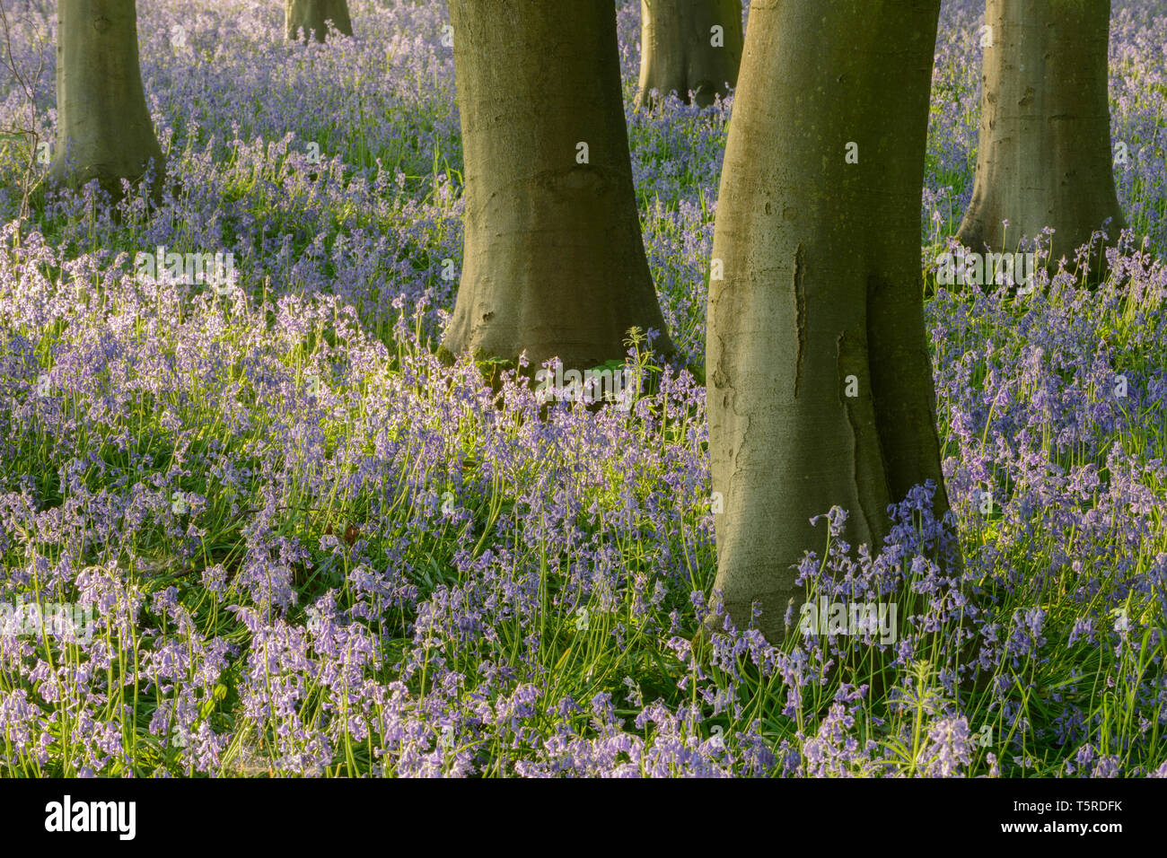A carpet of Bluebells in woods at Badbury Clump, Oxfordshire Stock ...