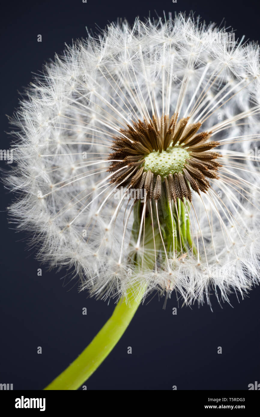 Dandelion seed head hi-res stock photography and images - Alamy