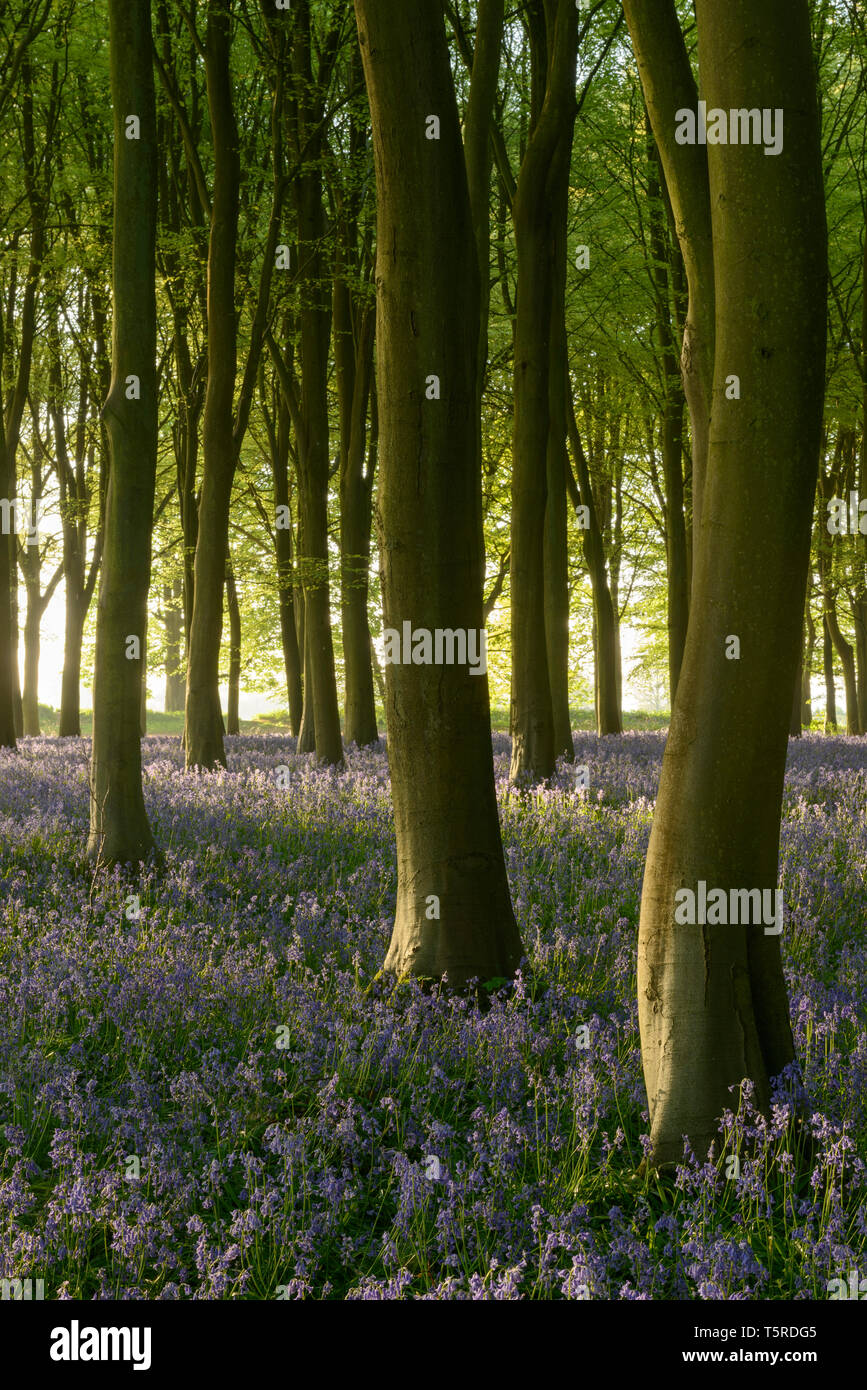 Bluebells badbury clump hi-res stock photography and images - Alamy