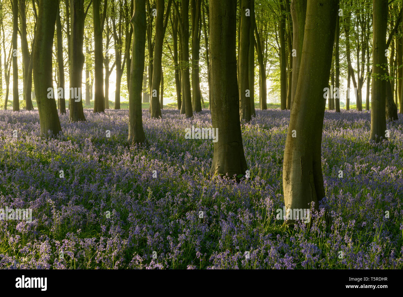 Bluebells badbury clump hi-res stock photography and images - Alamy
