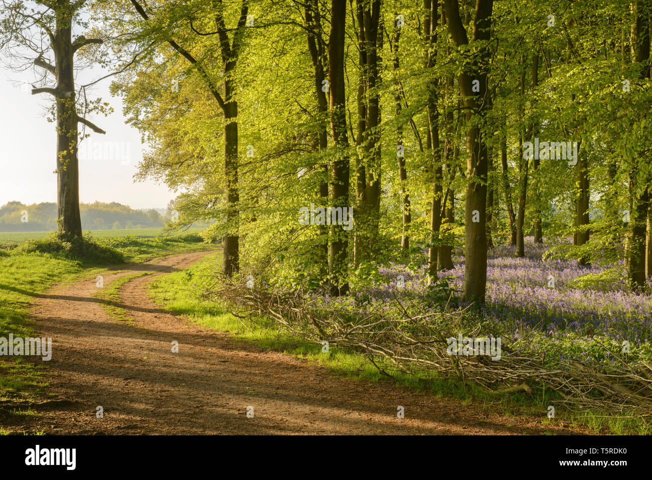 A woodland walk surrounded by Spring foliage at Badbury Clump ...