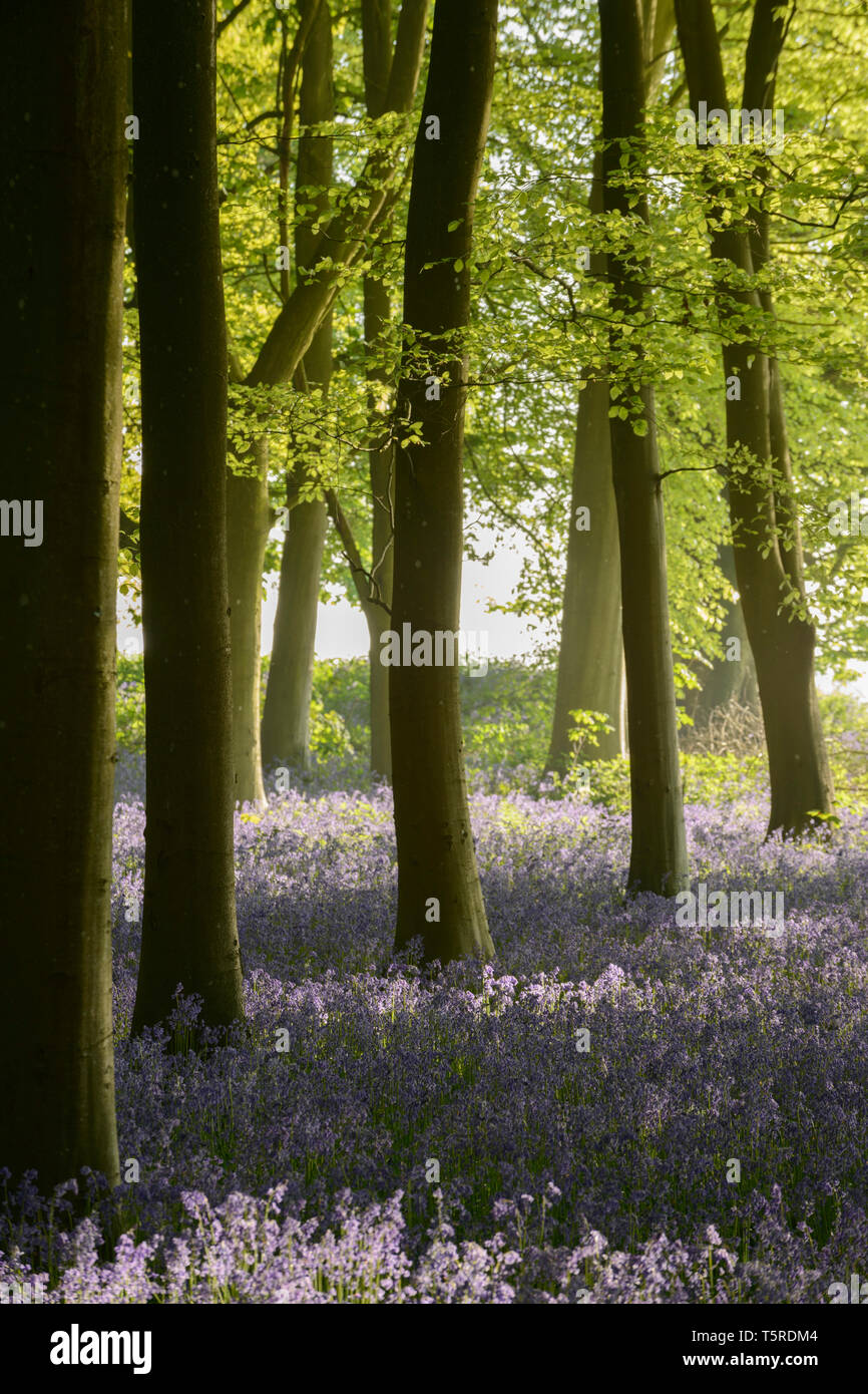 A carpet of Bluebells in woods at Badbury Clump, Oxfordshire Stock ...