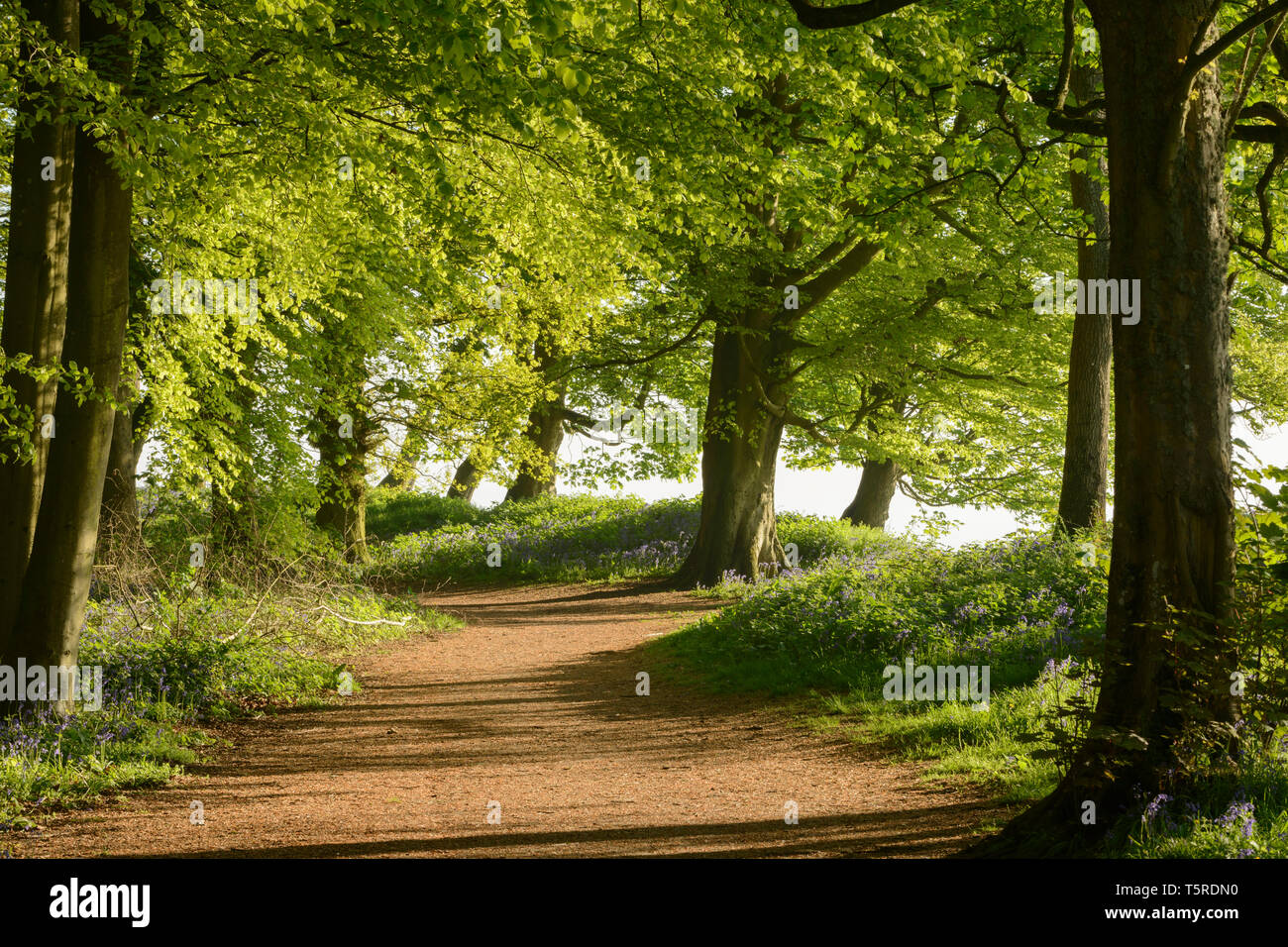 A woodland walk surrounded by Spring foliage at Badbury Clump ...