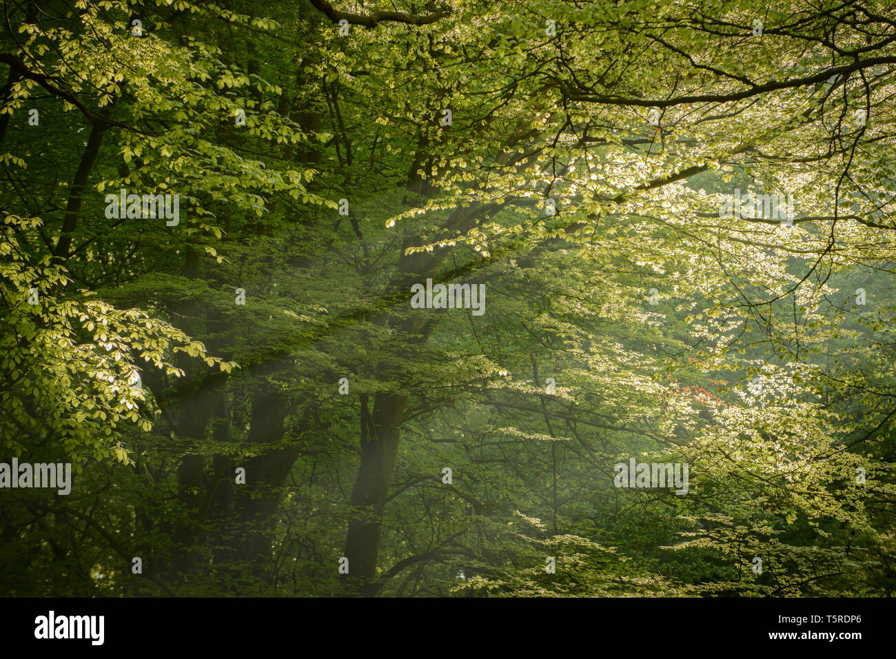 Sunlight breaking through a tree hi-res stock photography and images ...