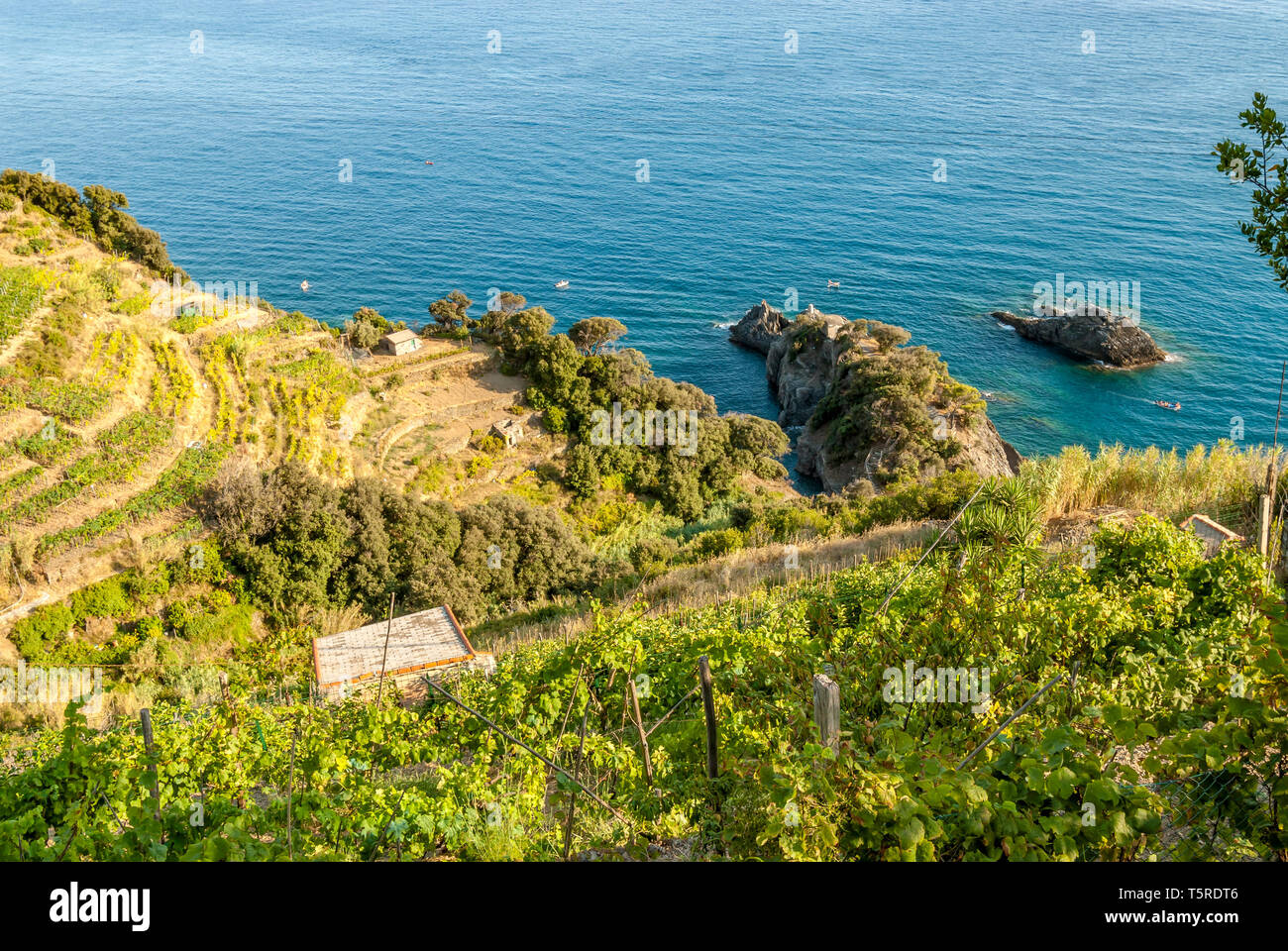 Farming terraces at Parco Naturale Cinque Terre, Monterosso al Mare ...