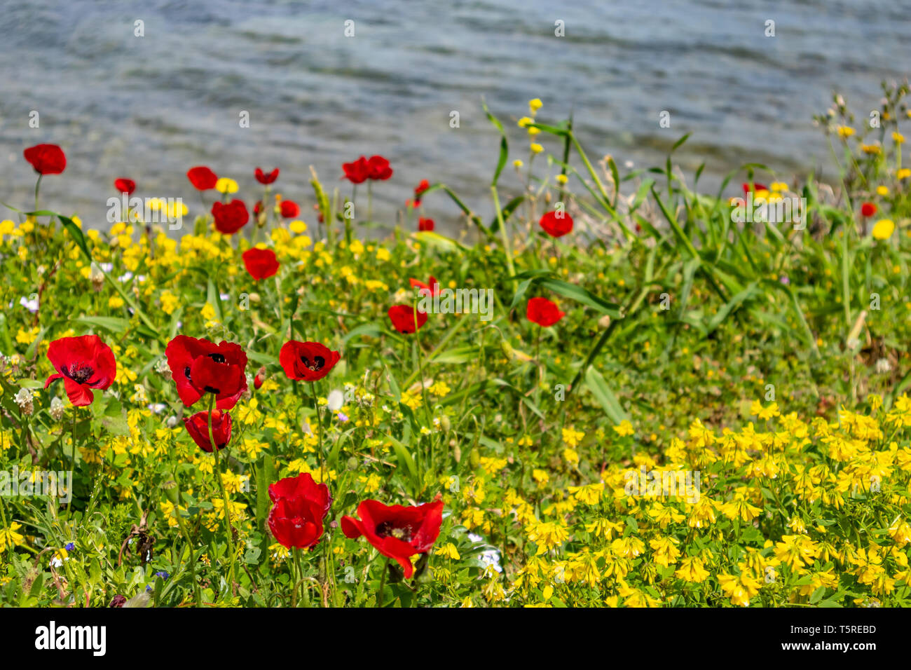 Springtime. Poppies and yellow color wild flowers field, blue sea ...