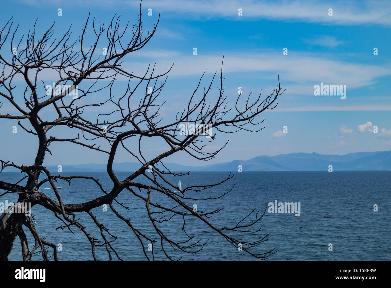 Burnt tree hi-res stock photography and images - Alamy